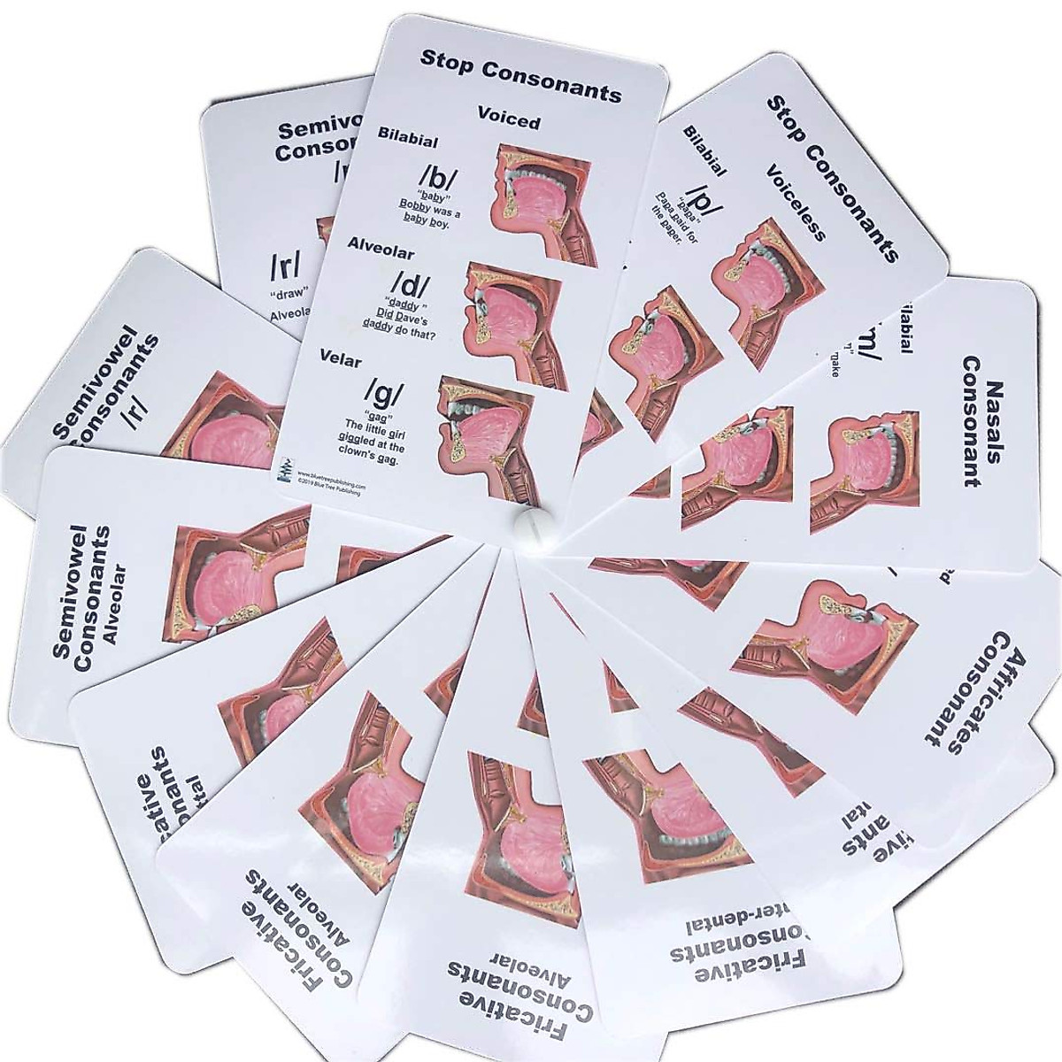 Blue Tree Publishing Speech articulation Anatomy Pocket Charts
