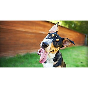 PET SUPPLEMENTS Dog Protein Supplement - Omega 3 - Advanced Complex - Health & Wellness - for Dogs - Dog Skin and Coat - 3 Bottle (540 Softgels)