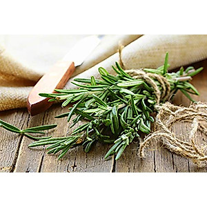 Gaea's Blessing Seeds - Rosemary Seeds - Heirloom Non-GMO Seeds with Easy to Follow Instructions 97% Germination Rate (Single Pack)