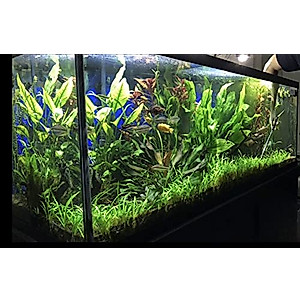 15x Dwarf Sagittaria Subulata Dwarf Sag Live Aquarium Plants Aquatic Carpet Plant Buy 2 GET 1FREE