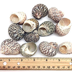 PEPPERLONELY 12PC Turbo Stripe Sea Shell, Hermit Crab Sea Shells, 1 Inch ~ 1-1/2 Inch
