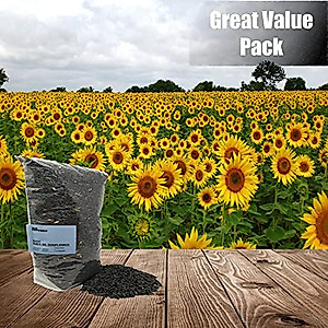 Old Potters Wildlife Black Oil Sunflower Seeds, 10 lbs for Birds and Wildlife, USA Grown Non-GMO, 10 Pounds