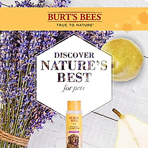 Burt's Bees for Dogs Lavender Pear Shampoo & Conditioner | 2-in-1 Dog Shampoo and Conditioner with 98.2% Natural Origin Ingredients | Lavender Pear Dog Shampoo & Conditioner Soothes and Softens Dogs