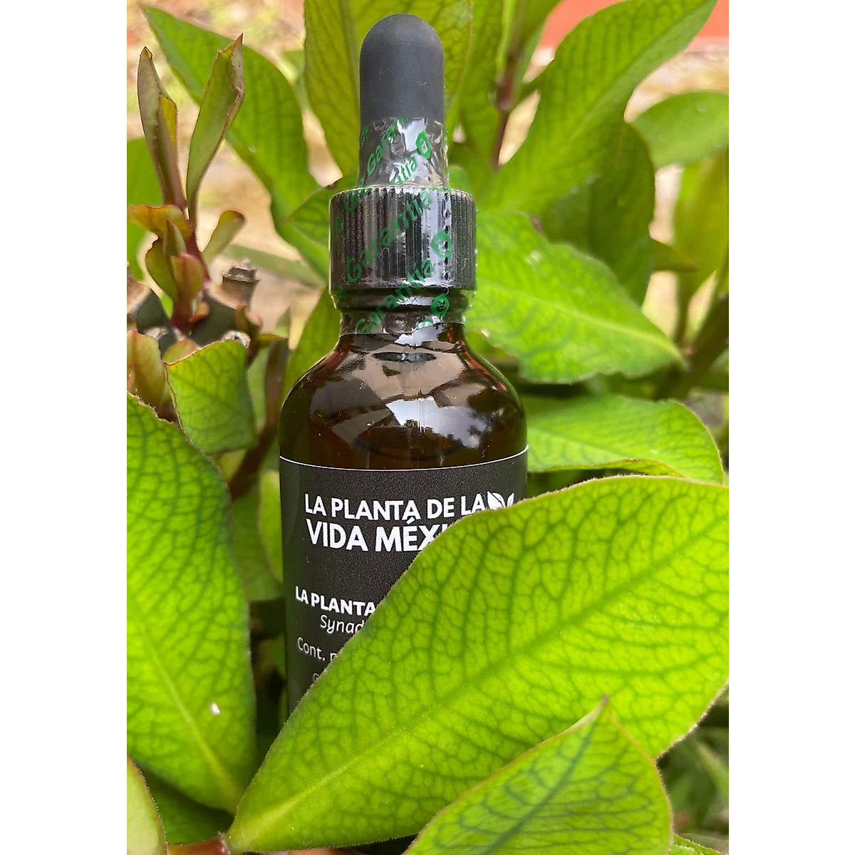 La Planta De La Vida Mexico, Tintura Madre de Lechero Africano
