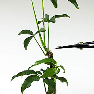 Wazakura Bonsai Scissors MADE IN JAPAN 7inch(180mm), Japanese Bonsai Garden Tools, Hasami Pruning Shears - Traditional Black