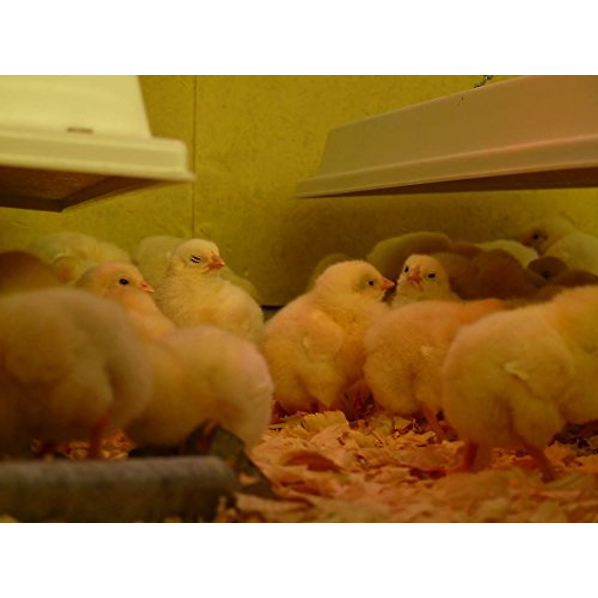 SWEETER HEATER Infrared Heater for Chicks & Pets, Side Mount 11x16, 50 Watt