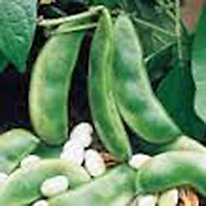 Lima Bean, Henderson Bush, Non GMO, 21+ Seeds, Great Tasting and Healthy