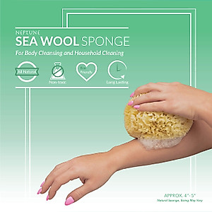 Neptune Natural Sea Wool Sponge - All Natural Honeycomb Renewable Sea Sponge, Large, Approx. 5 Inches