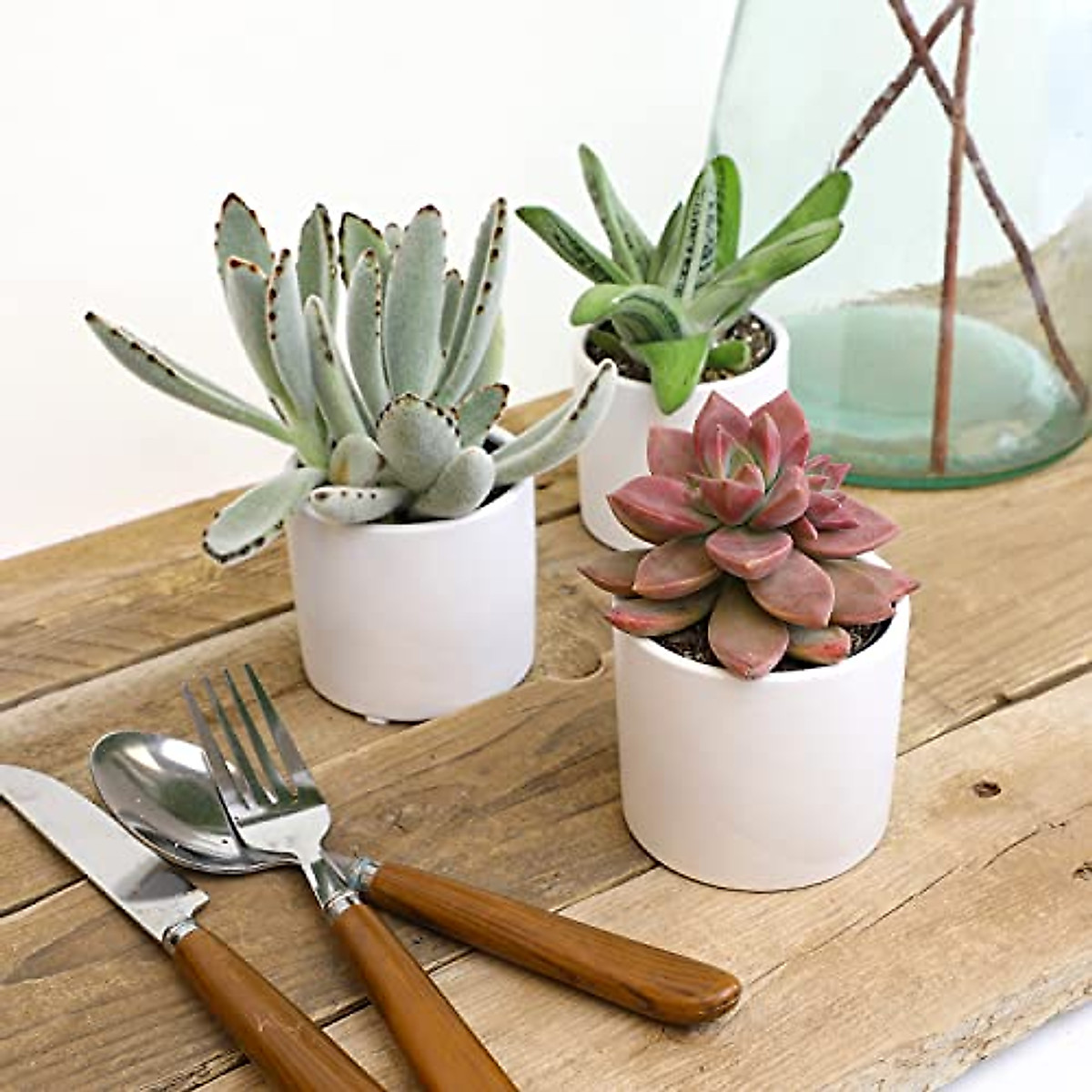 Live Succulents in White Planter Pots (3 PK), Live Succulent Plants Live Plants in Succulent Pots, Mini Succulents Plants Live Unique Gardening Gifts for Plant Lovers, Plant Gifts by Plants for Pets