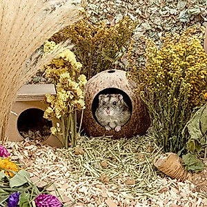andwe Coconut Hut Hamster House Bed for Gerbils Mice Small Animal Cage Habitat Decor