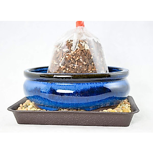 6" Oval Dark Blue Glazed Bonsai/Succulent Pot + Soil + Tray + Rock + Mesh Kit