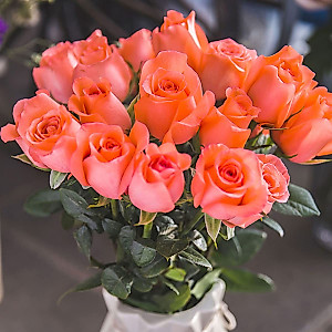 Bright Pink Rose Seedlings,Large Flowers Rose Hedging,Rose Bush,Living Tinged Rose Plant,Perennial Plant Root,Home Garden Yard Decor Blooms This Year,Easy Planting(1 Plant,No Pot Include)