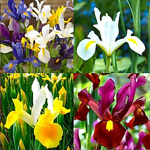 25 Iris Tuber Mix Planting Ornaments Perennial Garden Simple to Grow Pots Gifts, Large Size