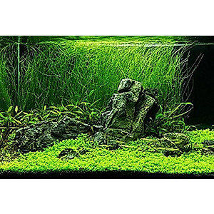 Mainam Giant Hairgrass | Eleocharis Vivipara Bundle Live Aquarium Plant for Freshwater Fish Tank Decoration 3 Days Live Guaranteed