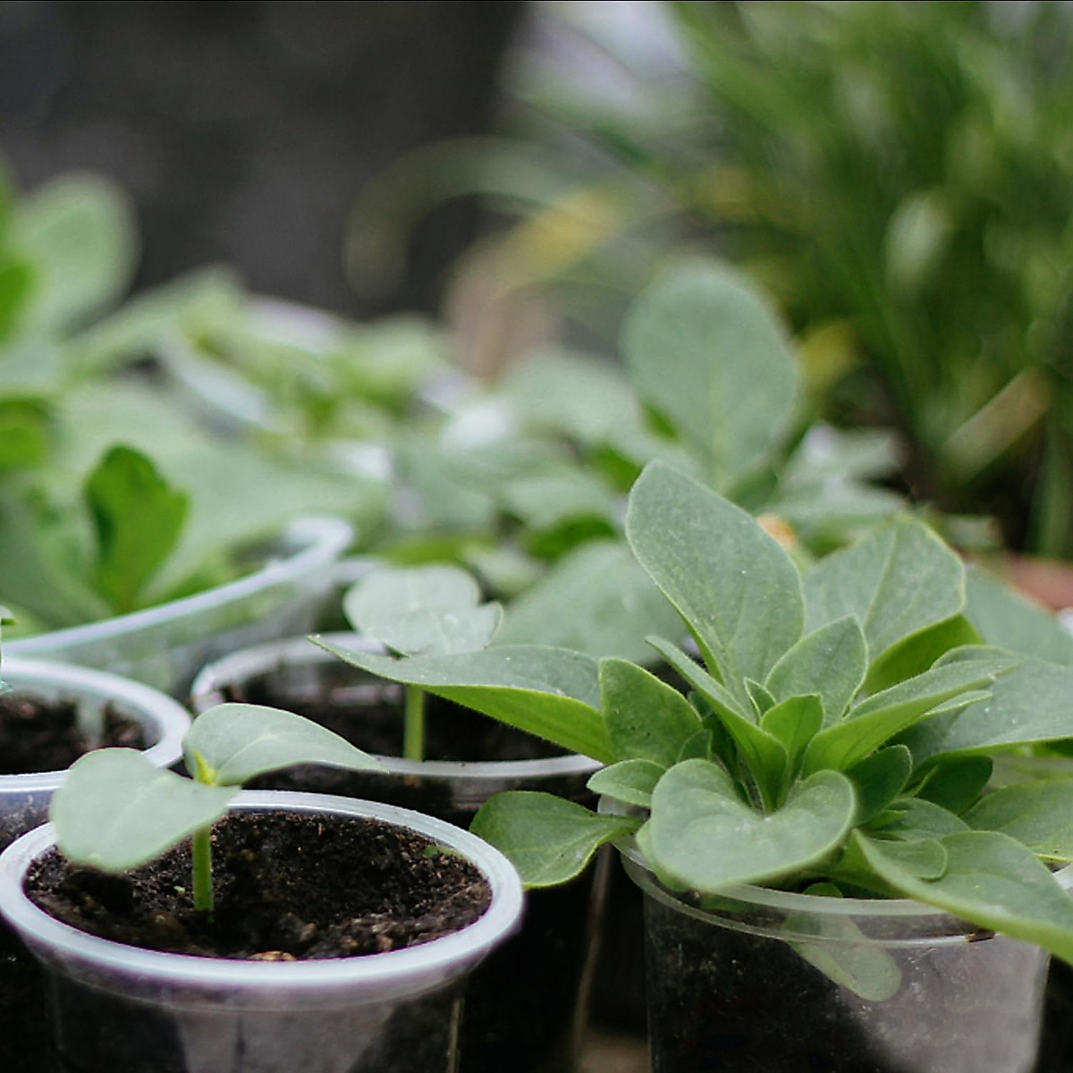 OUPSAUI 36 Pack 7/6/5/3.5 Inch Clear Nursery Pots Variety Pack, Clear Plastic Nursery Pot for Plants, Durable Seed Starting Pot with Drainage Holes, Flexible Transparent Pot for Succulents