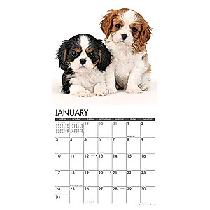 Just Cavalier King Charles Spaniels 2021 Wall Calendar (Dog Breed Calendar)
