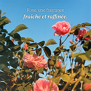 L'OCCITANE Rose Eau de Toilette 2.5 Fl.Oz|Elegant and tender fragrance for women |Notes of fresh greens, soft fruit, and delicate florals.