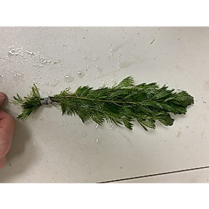 Marcus Fish Tanks - 3X Green Cabomba Caroliniana Live Aquarium Plants for Aquatic Freshwater Fish Tank