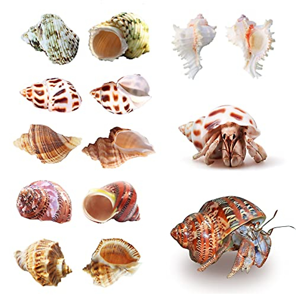 Hermit Crab Shells Medium to Large Growth Turbo Seashells 1"-2" Openning Size Natural Supplies Conch Habitat
