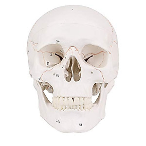 LYOU Human Skull Model with Newest Laser-Etched Fonts, Life Size Adult Human Anatomy Head Skeleton Model with Removable Skull Cap and Articulated Mandible, Labelled Diagram Poster Includes
