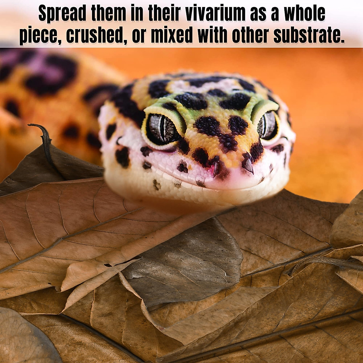 SunGrow Leaf Litter for Snakes, 10 Pcs Medium Indian Almond Catappa Leaves Substrate Maintain Humidity in Corn Snake and Ball Python Terrarium, 7-8 Inches, Reptile Tank Decor Accessories