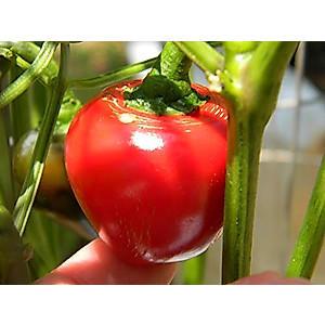 Sweet Red Cherry Pepper Seeds for Planting, 25+ Heirloom Seeds Per Packet, (Isla's Garden Seeds), Non GMO Seeds, Botanical Name: Capsicum annuum, Great Home Garden Gift
