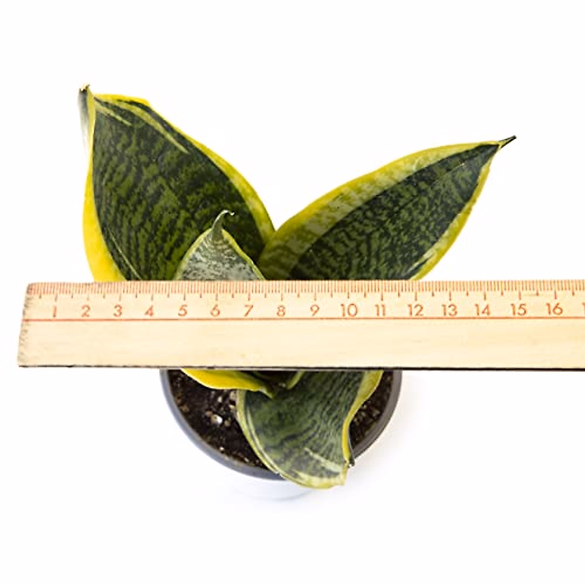 Altman Plants, Live Snake Plant, Sansevieria trifasciata Superba, Fully Rooted Indoor House Plant in Pot, Mother in Law Tongue Sansevieria Plant, Potted Succulent Plant, Houseplant in Potting Soil