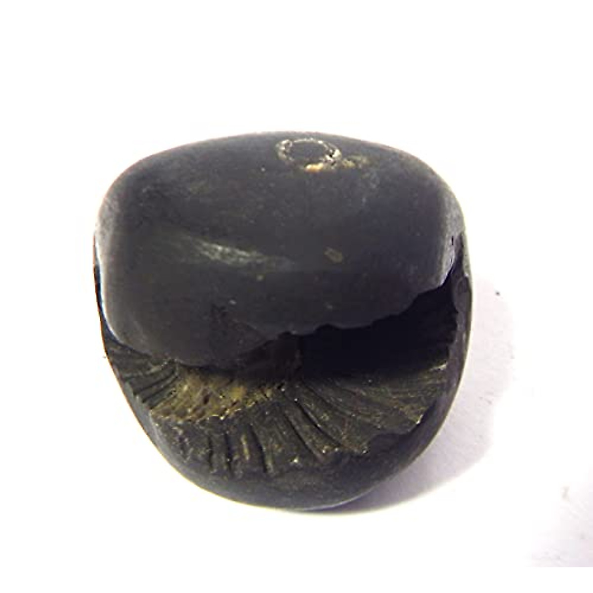 XUETZALCOATL Keshavah Sudarshan Shaligram 1.5cm - 2.5cm from Kali Gandaki 1 pcs