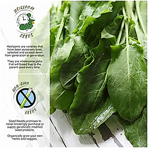Seed Needs, Large Leaf Sorrel Seeds for Planting (Rumex acetosa) Heirloom, Non-GMO & Untreated, Great for Salads