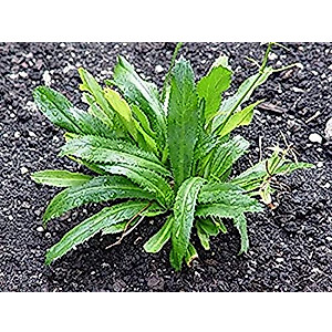 200 Seeds Culantro Seeds,Vietnamese Coriander, Thai Parsley,Ngo Gai Eryngium Foetidum Chadon Beni