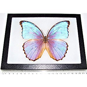 BicBugs Morpho godarti asarpai Purple Blue Butterfly Peru Framed Real