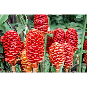 5 Zingiber Shampoo Ginger Seeds Pinecone Seeds Indoor Outdoor Ornaments Perennials Garden Growing Can Grow Well Pot