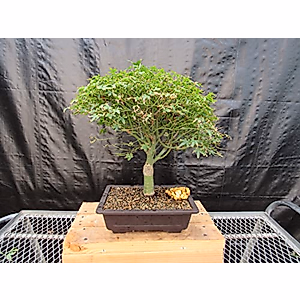 48 Year Old Dwarf Japanese Maple Bonsai Tree