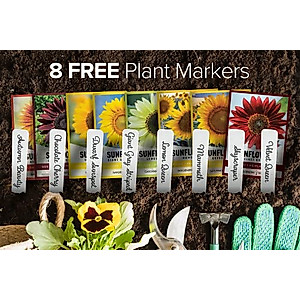 Sunflower Seeds for Planting Flowers (8 Pack) - Velvet Queen, Skyscraper, Lemon Queen, Giant , Autumn Beauty, Chocolate Cherry, Dwarf Sunspot and Mammoth Bulk Outdoor Flower Garden by Gardners Basics