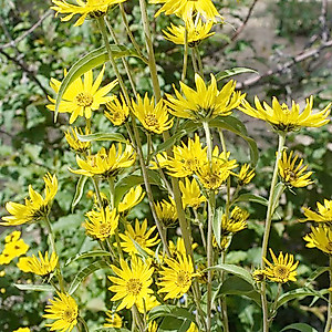 Maximilian Sunflower Seeds Helianthus Maximiliani Perennial Cut Flower Showy Attract Birds & Butterflies Drought Tolerant Bed Border Outdoor 250Pcs Flower Seeds by YEGAOL Garden