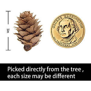 Deloky 400 PCS Christmas Natural Mini Pine Cones- Thanksgiving Pine Cones Ornaments- Fall Small Pinecones Vase Fillers for DIY Crafts, Home Decorations, Fall and Christmas, Wedding Decor