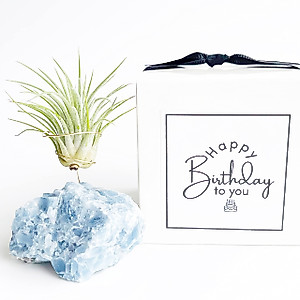 Thoughtful Birthday Gift for Plant and Crystal Lovers Blue Calcite Crystal Air Plant Holder Includes Air Plant and Gift Box Unique Meaningful Gift for Best Friend Girl Friend Boyfriend