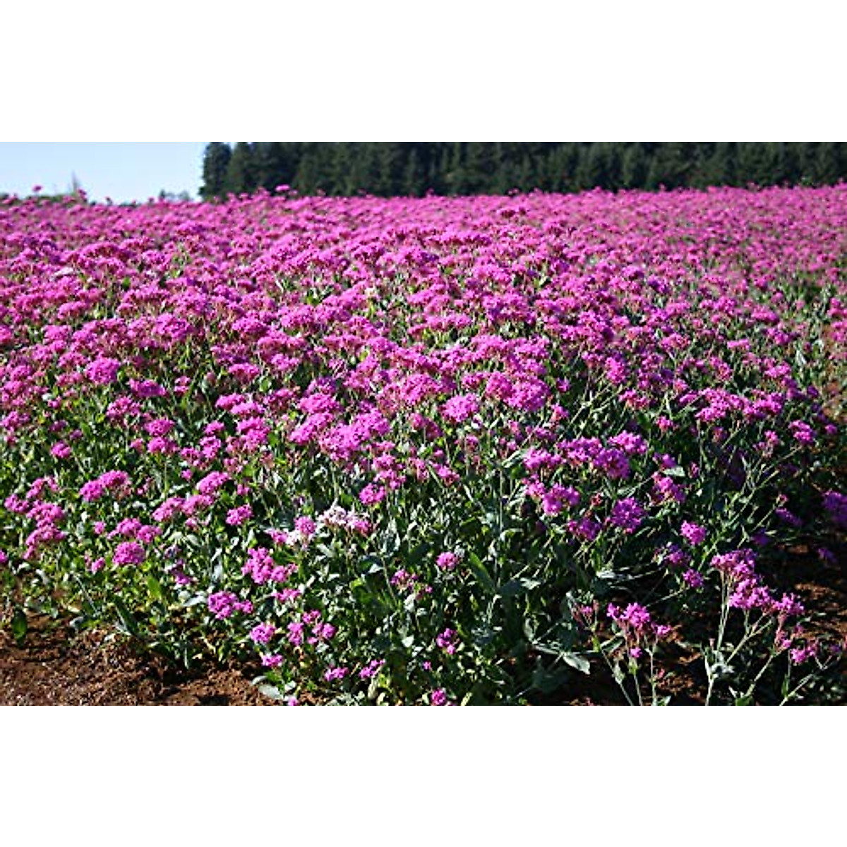 Catchfly Flower Seeds for Planting, 3000+ Seeds Per Packet, (Isla's Garden Seeds), Non GMO & Heirloom Seeds, Scientific Name: Silene, Great Home Flower Garden Gift