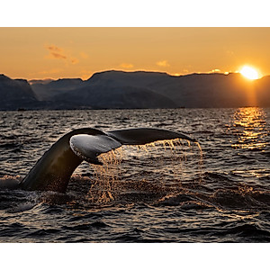 KUIYAI Whale Tail Necklace Whale Dolphin Lovers Gift Message Card Gift BFF Gift Blue Whale Gift Valentine's Day Gift for Women (Tail NC)