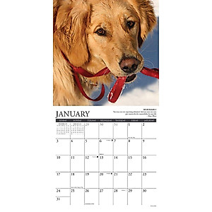 Golden Rules 2021 Wall Calendar (Dog Breed Calendar)