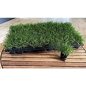 Bermuda Grass Plug Tray | EZ Plug 50 Grass Plugs Per Tray