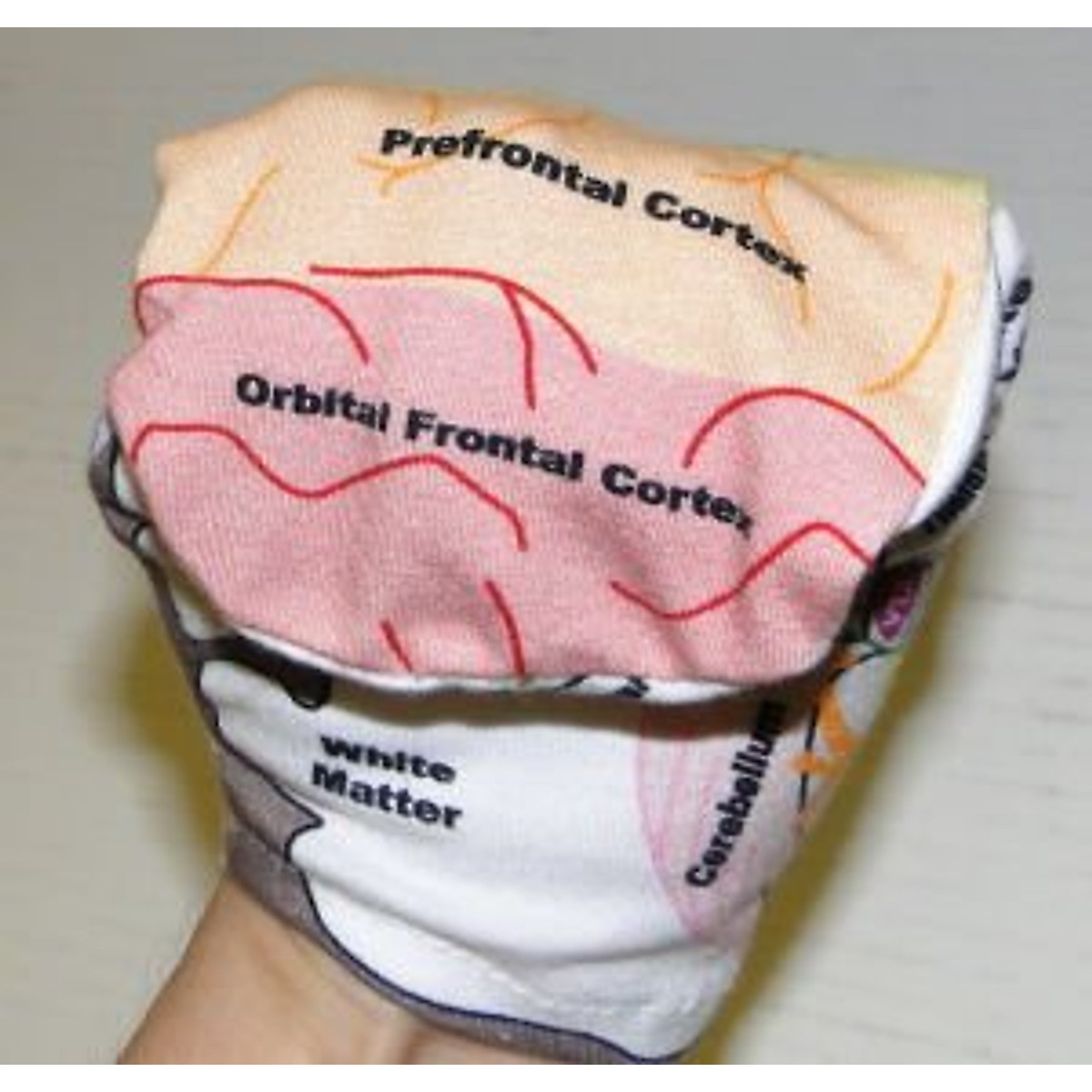 Handy Brain Model B-1.2 (adult medium)