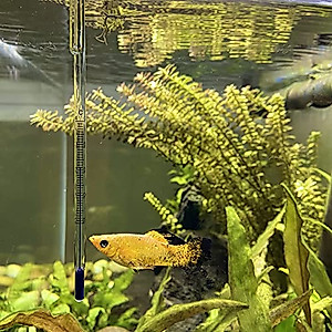 LANDEN Aquarium Thermometer for Rimless Tank, Hang-On Style Fish Tank Thermometer, Clear Scale Background-for 8mm or Thinner Thickness of Tank(Celsius Degree Version, G-8C)