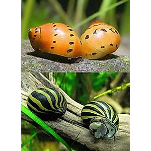 Polar Bear's Pet Shop HOT! 10 Nerite Snails 5 Tiger 5 Zebra Live Freshwater Aquarium Snail Algae Eater