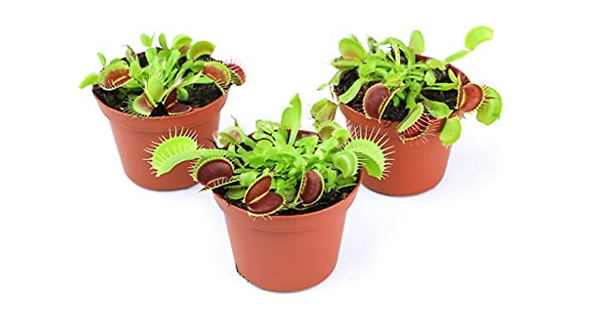 Live Venus Fly Trap - Unique Carnivorous Indoor Plant for Pest Control