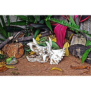 Dinosaur Triceratops Skull Reptile Amphibian Habitat Hide – Premium Non-Toxic Resin for Aquariums & Terrariums – Large Size