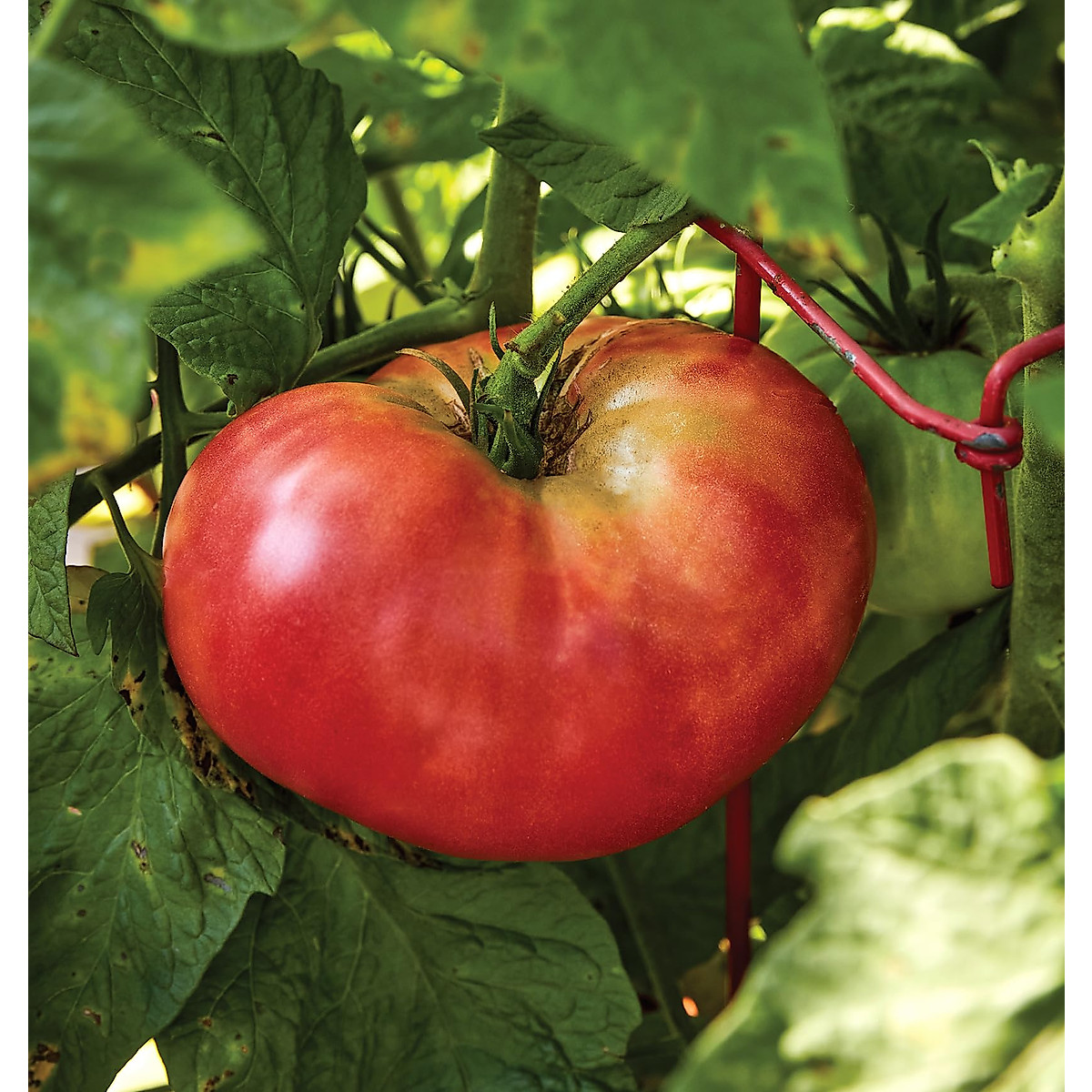 Burpee 'Brandywine', Pink Beefseak Tomato, 90 Non-GMO Seeds