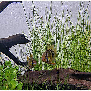 (6 Bundle) Giant Hairgrass | Eleocharis Vivipara Package Freshwater Live Aquarium Plants Background Fish Tank Decoration