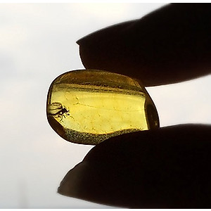 Natural Baltic Amber Fossil with Insect Inside - Beautiful Museum Grade Specimen