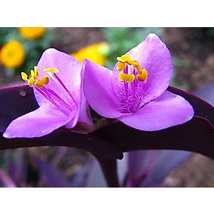 5 Cuttings Purple Heart Wandering Jew - Tradescantia Pallida Purpurea Plant